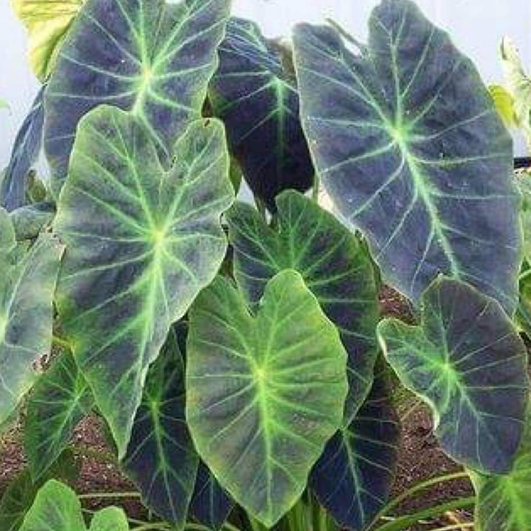 Colocasia Illustris - Etsy