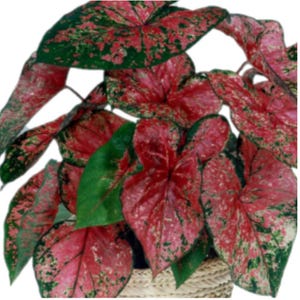 Fire Chief Caladium Live Bulb, Starter Plant for Spring Growth - Etsy