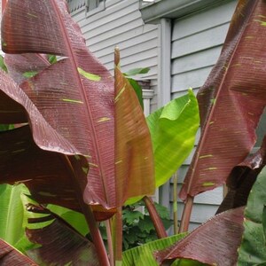 Rare Live Musa Siam Ruby Banana Plant - USA Seller! - Etsy