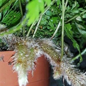 Davallia Humata Tyermanii - White Rabbit's Foot Fern - USA Seller - Etsy