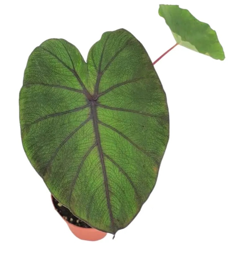 Live Colocasia "redemption", Elephant Ears Super Rare Starter Plant - Etsy