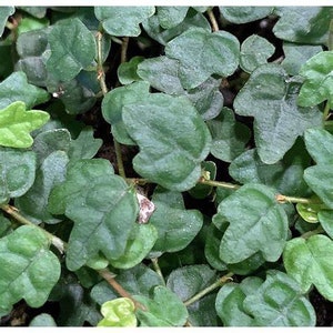 Miniature Oak Leaf Creeping Fig Vine: Ficus Thunbergii Quercifolia ...