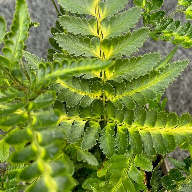Live East Indian Fern - Arachnoides Simplicior Starter Plant - Etsy