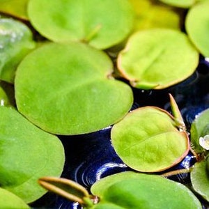 Live Red Root Floaters - Aquarium Plants - Phyllanthus Fluitans USA ...