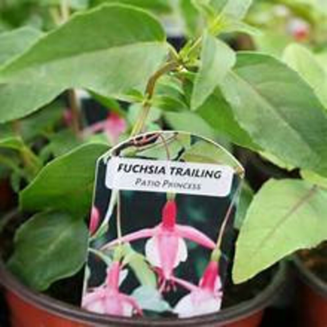 Fuschia "patio Princess" Trailing Live STARTER Plant, Stunning Flowers ...