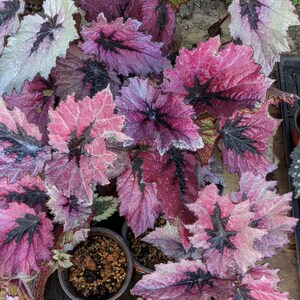 Begonia T-rex Nautilus "ruby" - Etsy