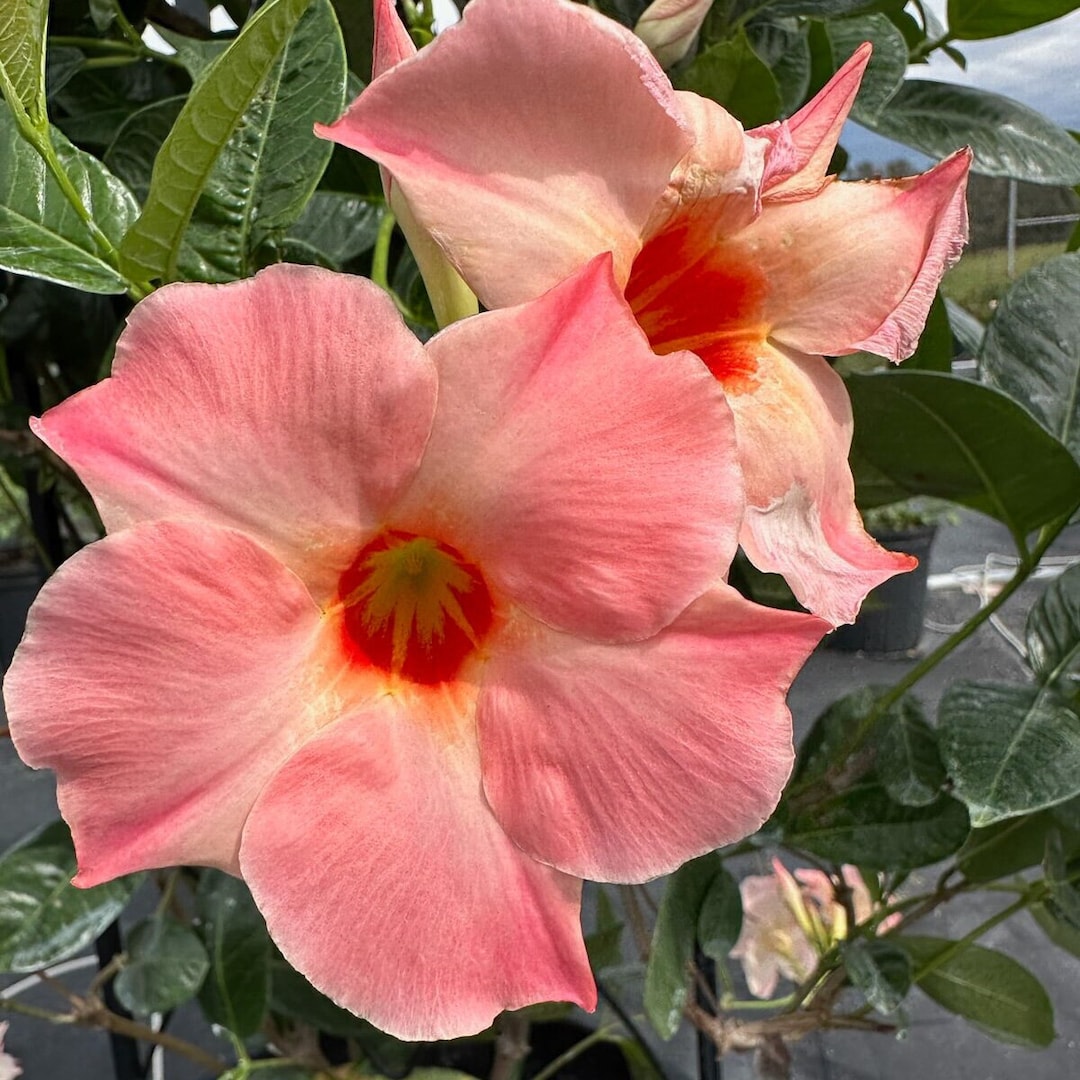 New Mandevilla Sun Parasol Giant Peach Sunrise Live Starter Plant - Etsy