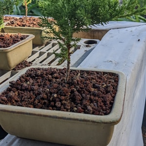 Live - Bonsai Potted Juniper - Great for Beginners USA Seller! - Etsy