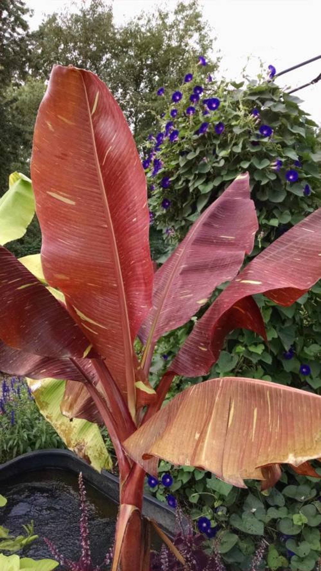 Rare Live Musa Siam Ruby Banana Plant - USA Seller! - Etsy