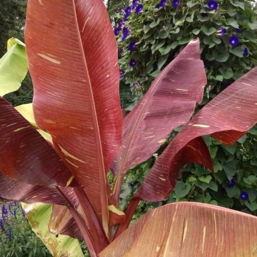 Rare Live Musa Siam Ruby Banana Plant USA Seller - Etsy