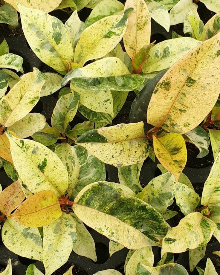 Live - Ficus Variegated Elastica Shivereana Moonshine Starter Plant ...