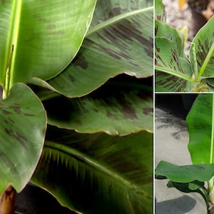 Musa "poquito", Banana Starter Plant, Live - Etsy