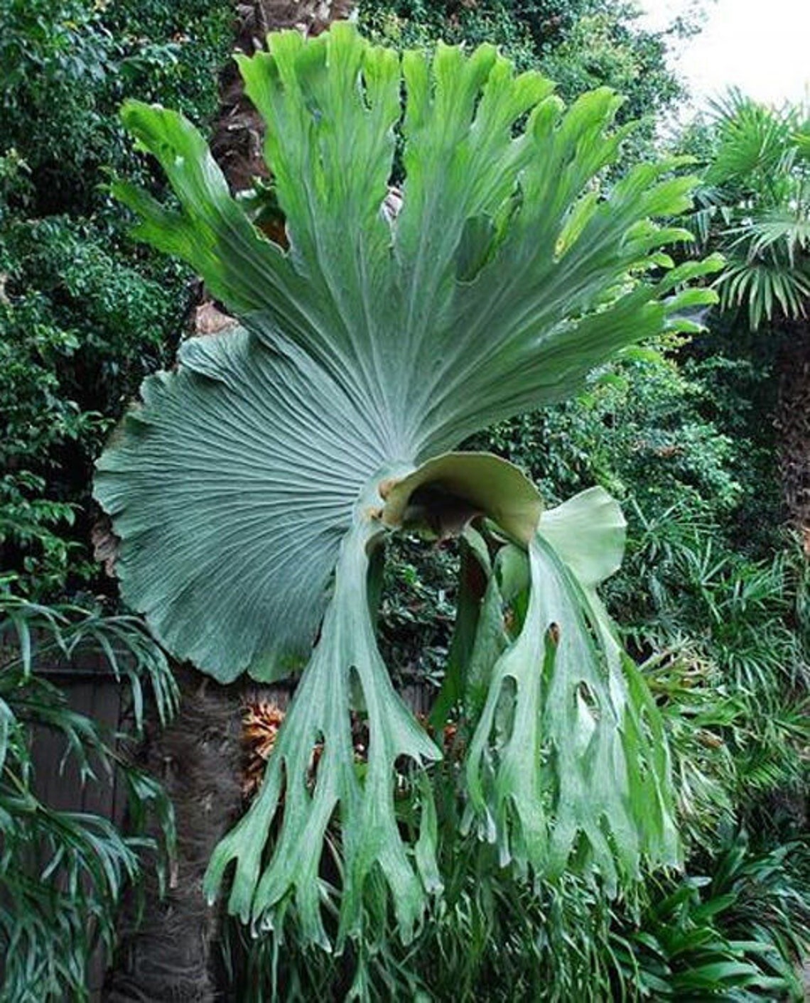 Rare Live Platycerium Superbum Staghorn Fern USA Seller - Etsy