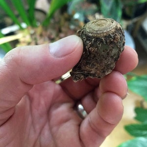 Pink Princess Symphony Caladium Live Bulb, Starter Plant for Spring ...