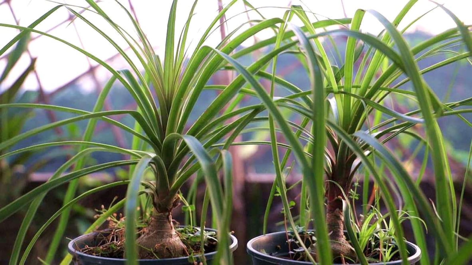 Ponytail Palm, Elephant's Foot Palm, Beucarnea Recurvata Live STARTER ...