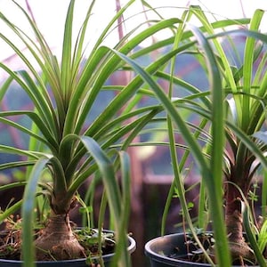 Ponytail Palm, Elephant's Foot Palm, Beucarnea Recurvata Live STARTER ...