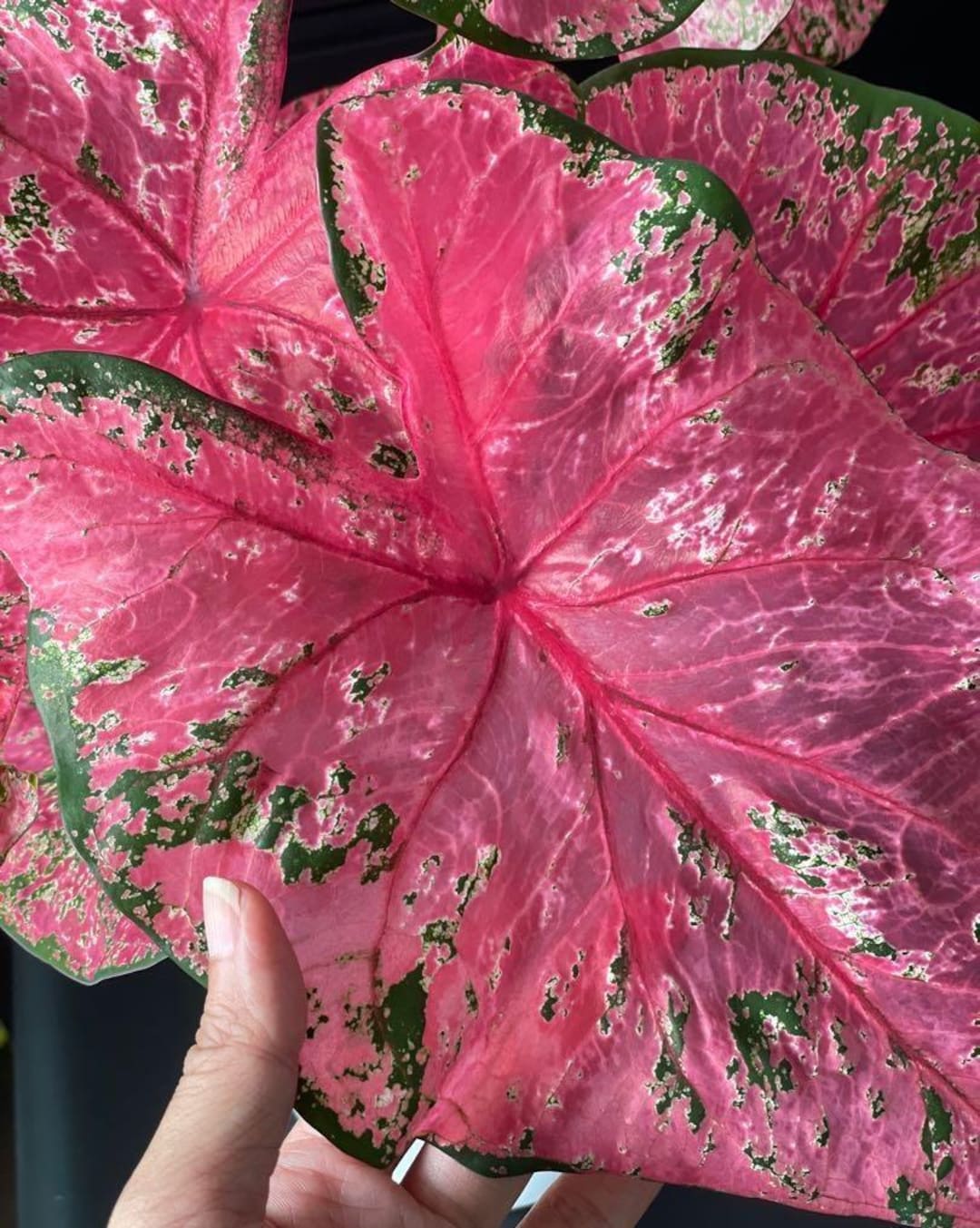 Caladium "gypsy Rose" Live Bulb, Starter Plant for Spring Growth - Etsy