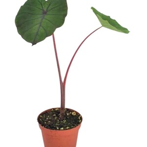 Live Colocasia "redemption", Elephant Ears Super Rare Starter Plant - Etsy