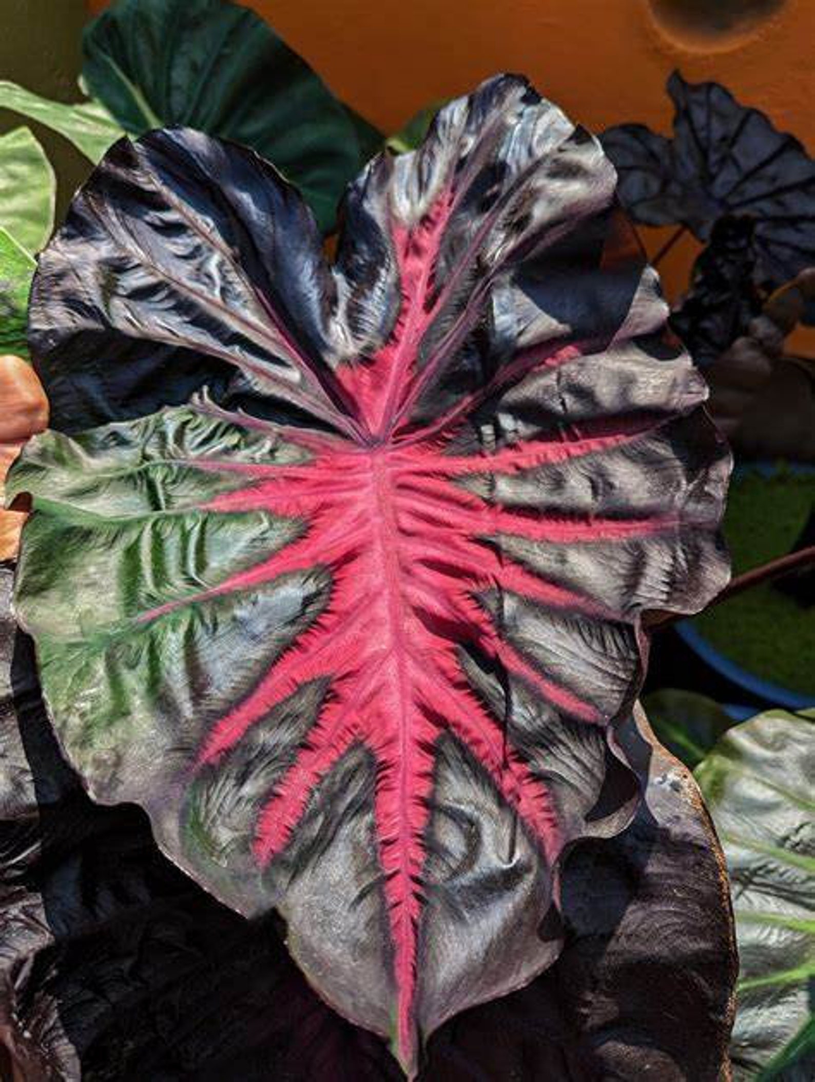 Live Colocasia "redemption", Elephant Ears Super Rare Starter Plant - Etsy