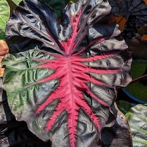 Live Colocasia "redemption", Elephant Ears Super Rare Starter Plant - Etsy