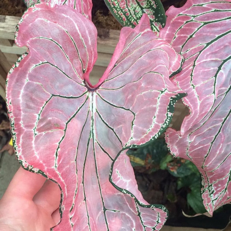 Caladium Bulbs - Etsy