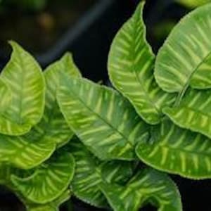 Variegated Golden Zebra Bamboo Fern Starter Plant, Coniogramme ...