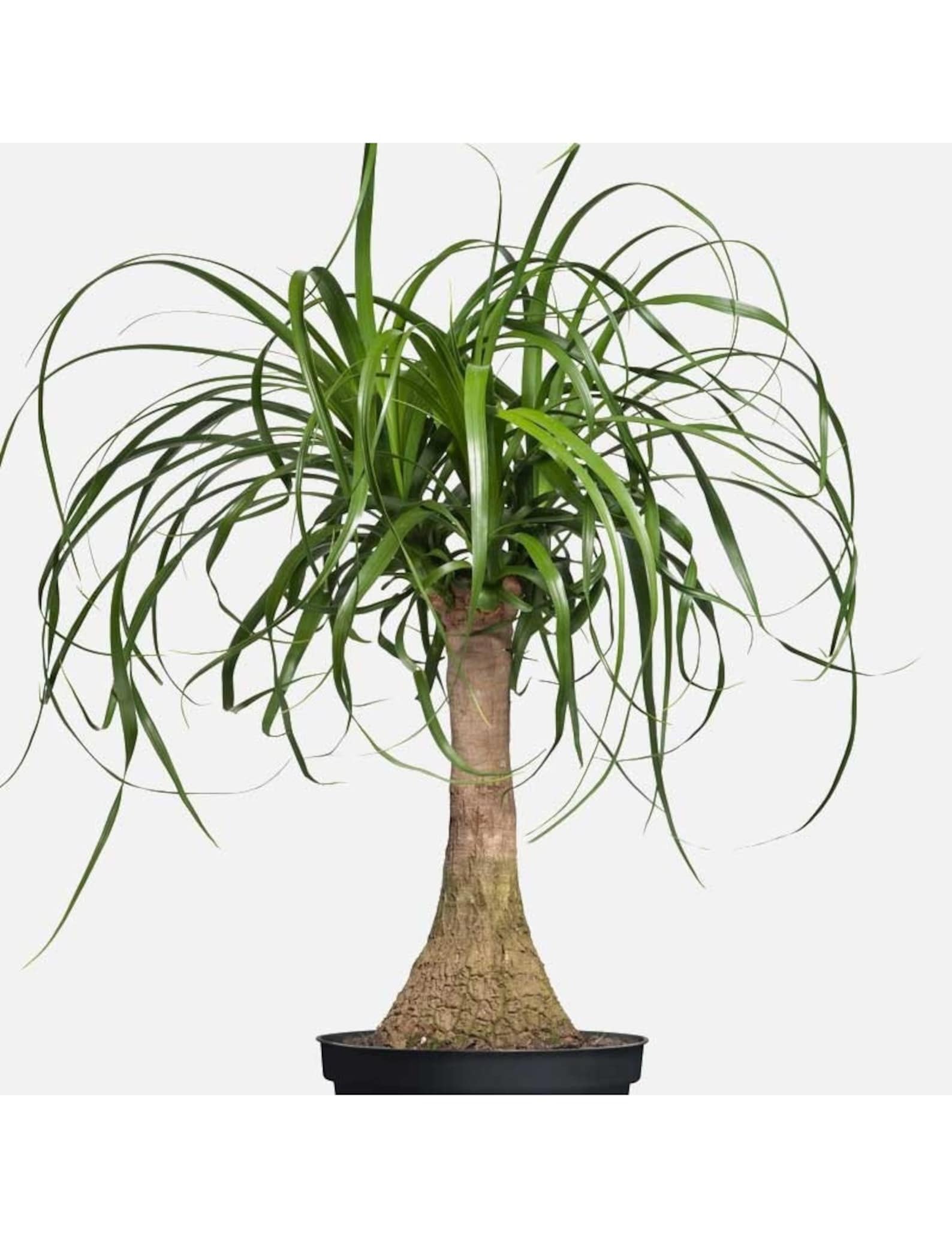 Ponytail Palm, Elephant's Foot Palm, Beucarnea Recurvata Live STARTER ...