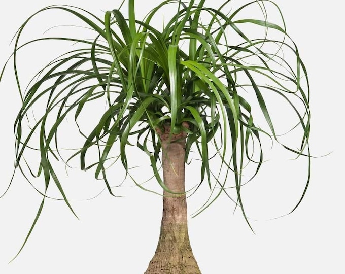 Ponytail Palm, Elephant's Foot Palm, Beucarnea Recurvata Live Plant - Etsy