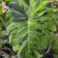 Pink Princess Symphony Caladium Live Bulb, Starter Plant for Spring ...