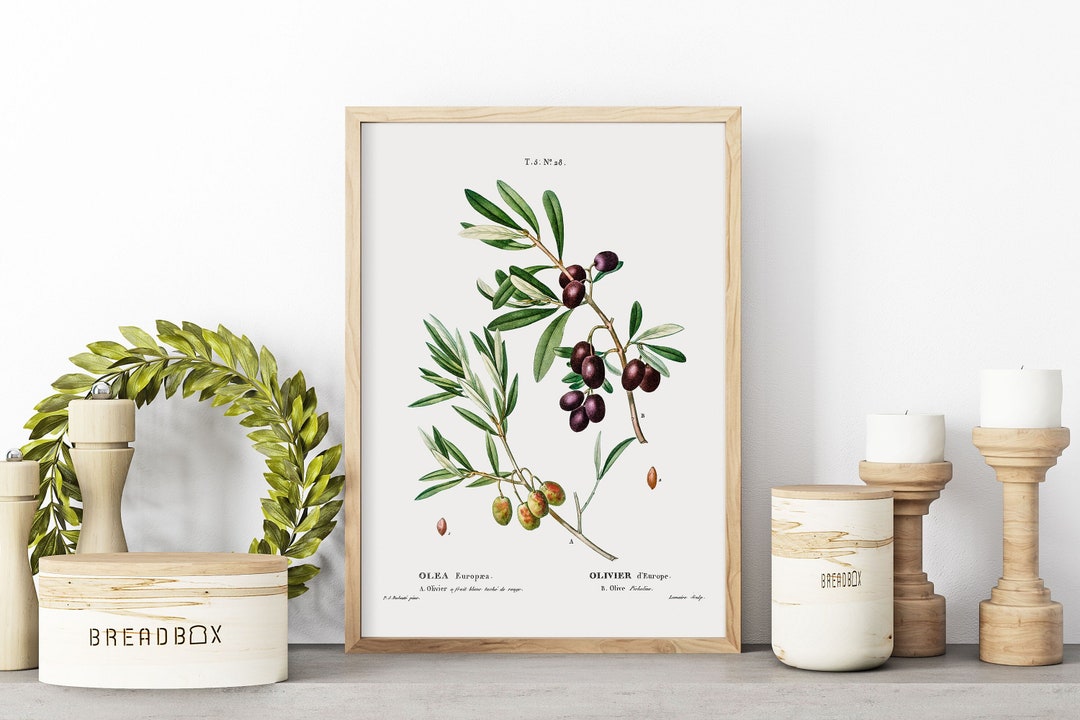 Vintage Olive Tree Wall Art Prints, Farmhouse Kitchen Olive Decor ...