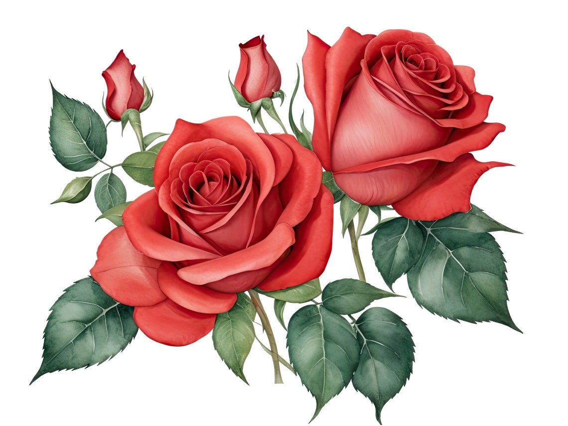 12 Watercolor Red Roses Clipart Pack - Etsy