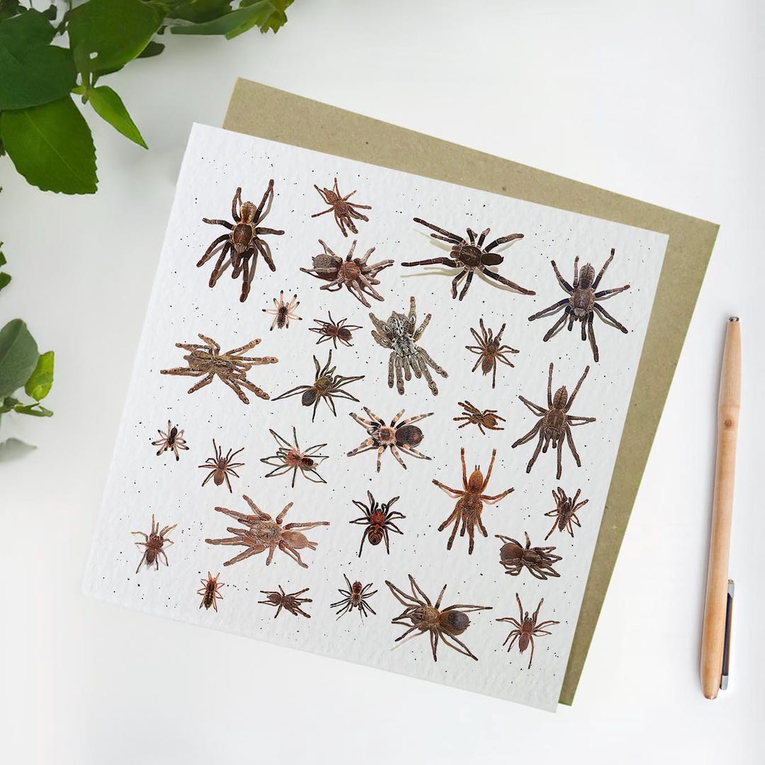 Illustrative Tarantula Card - Etsy