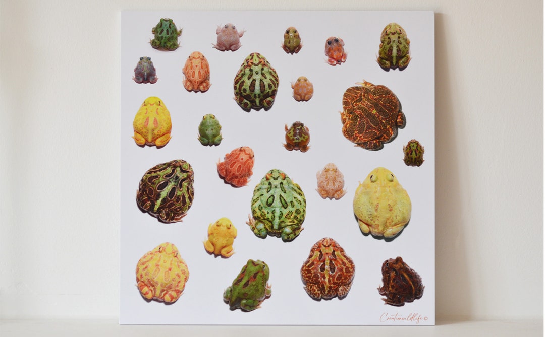 Pacman Frog Print, Ready to Hang Horned Frog Print, Wildlife Print - Etsy