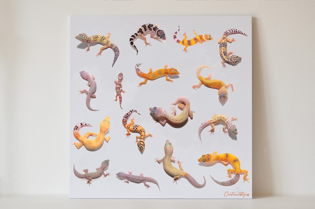 Leopard Gecko Print, Ready to Hang Wildlife Print - Etsy