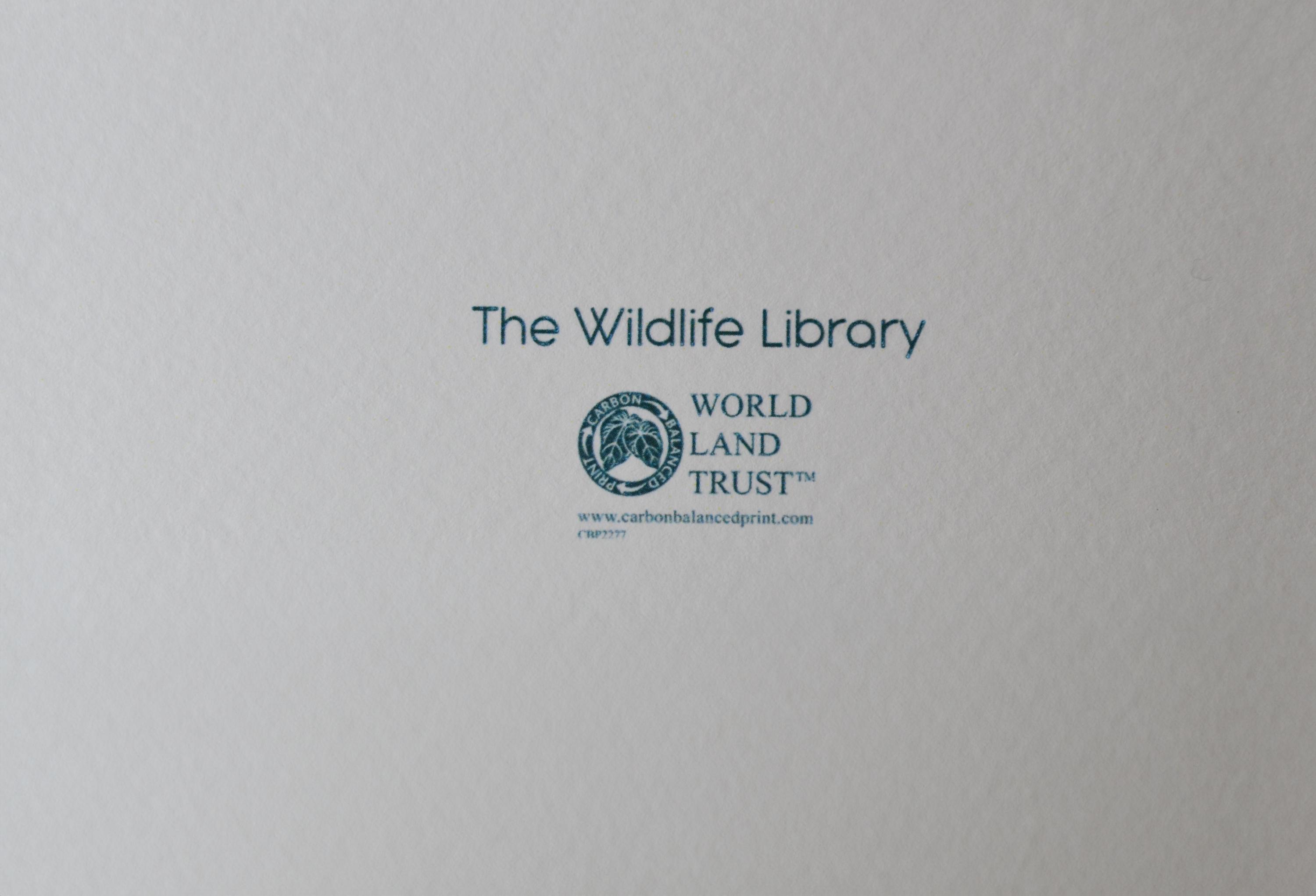 Illustrative Crested Gecko Card - Etsy