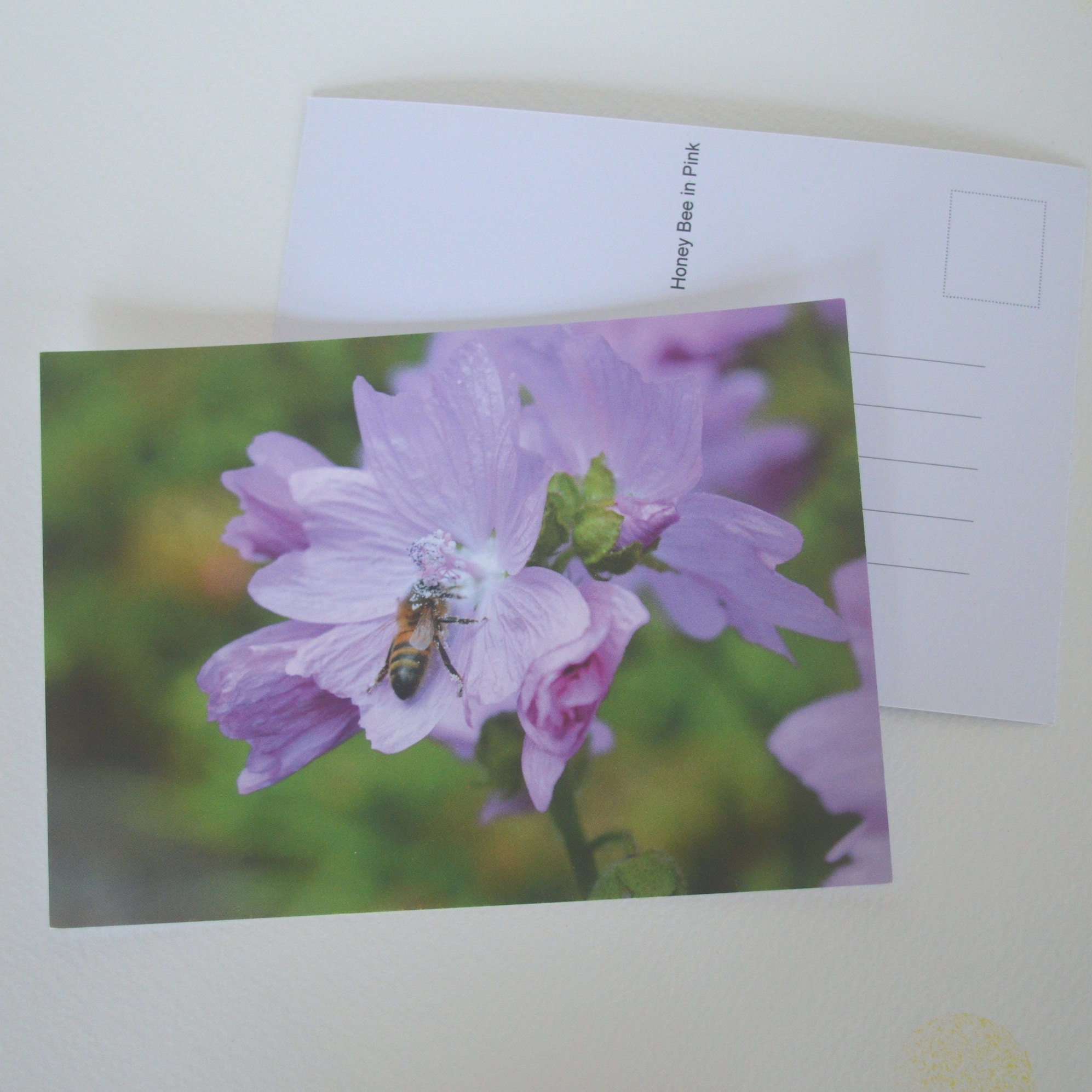 Postcards, Blank Postcards, Nature Photography Prints, Floral Cards ...