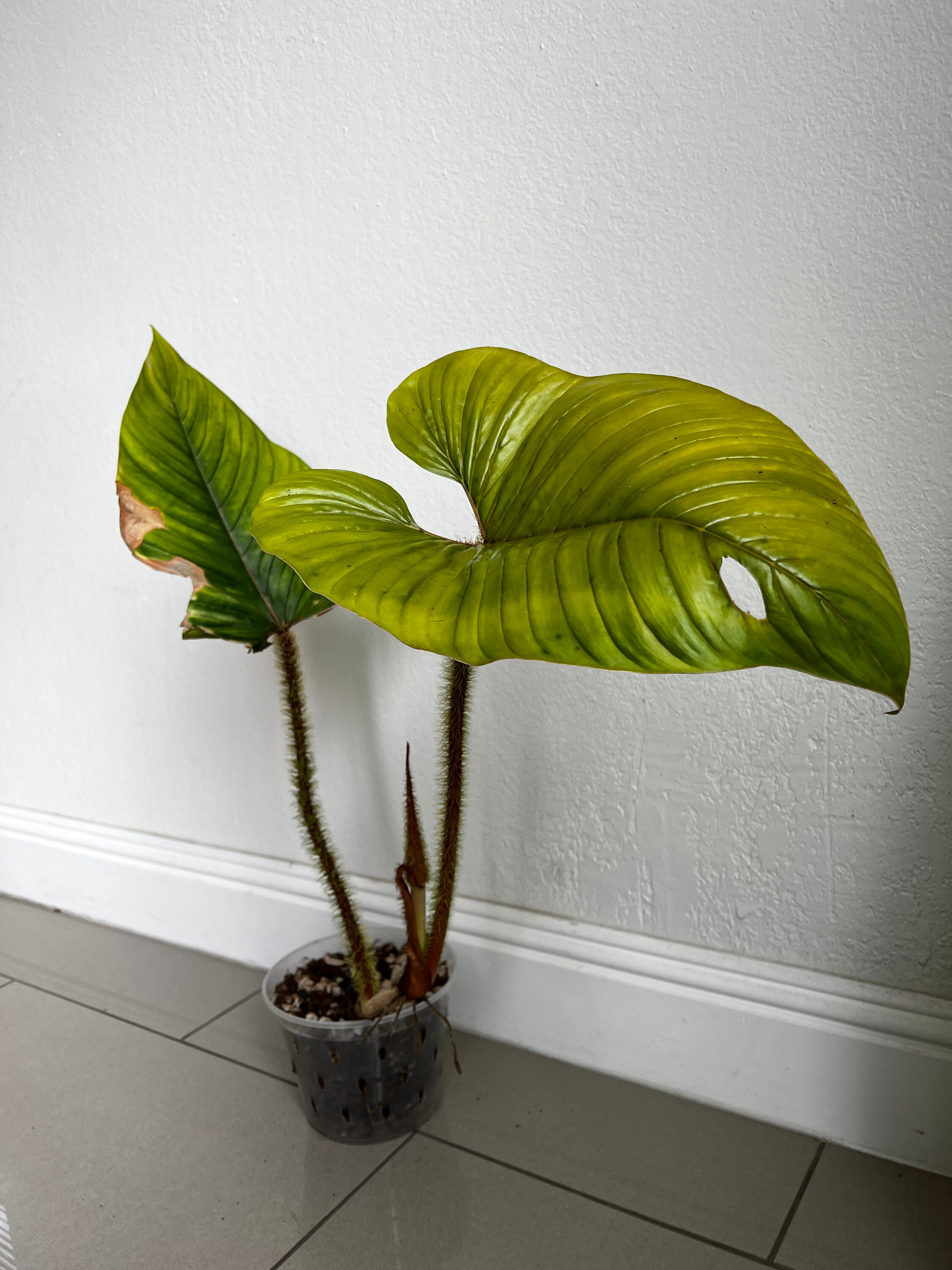 Philodendron Serpens - Etsy