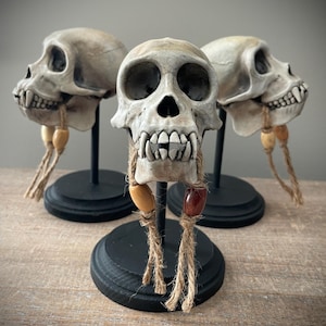 Capuchin Monkey Skull Replica With Display Stand | Museum-style ...