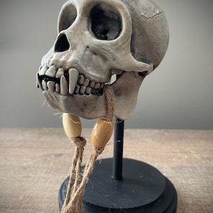 Capuchin Monkey Skull Replica With Display Stand | Museum-style ...