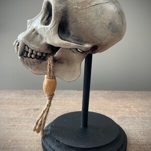 Capuchin Monkey Skull Replica With Display Stand | Museum-style ...