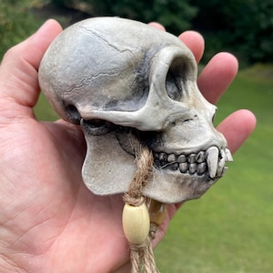 Capuchin Monkey Skull Replica With Display Stand | Museum-style Artifact - Etsy