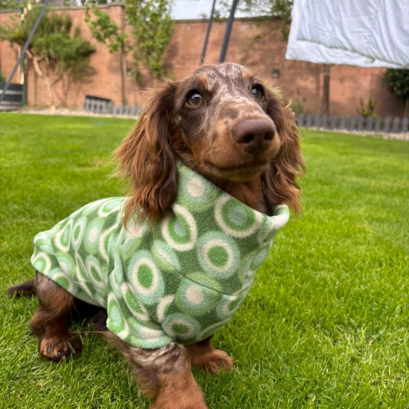 Dachshund Suit Print - Etsy UK