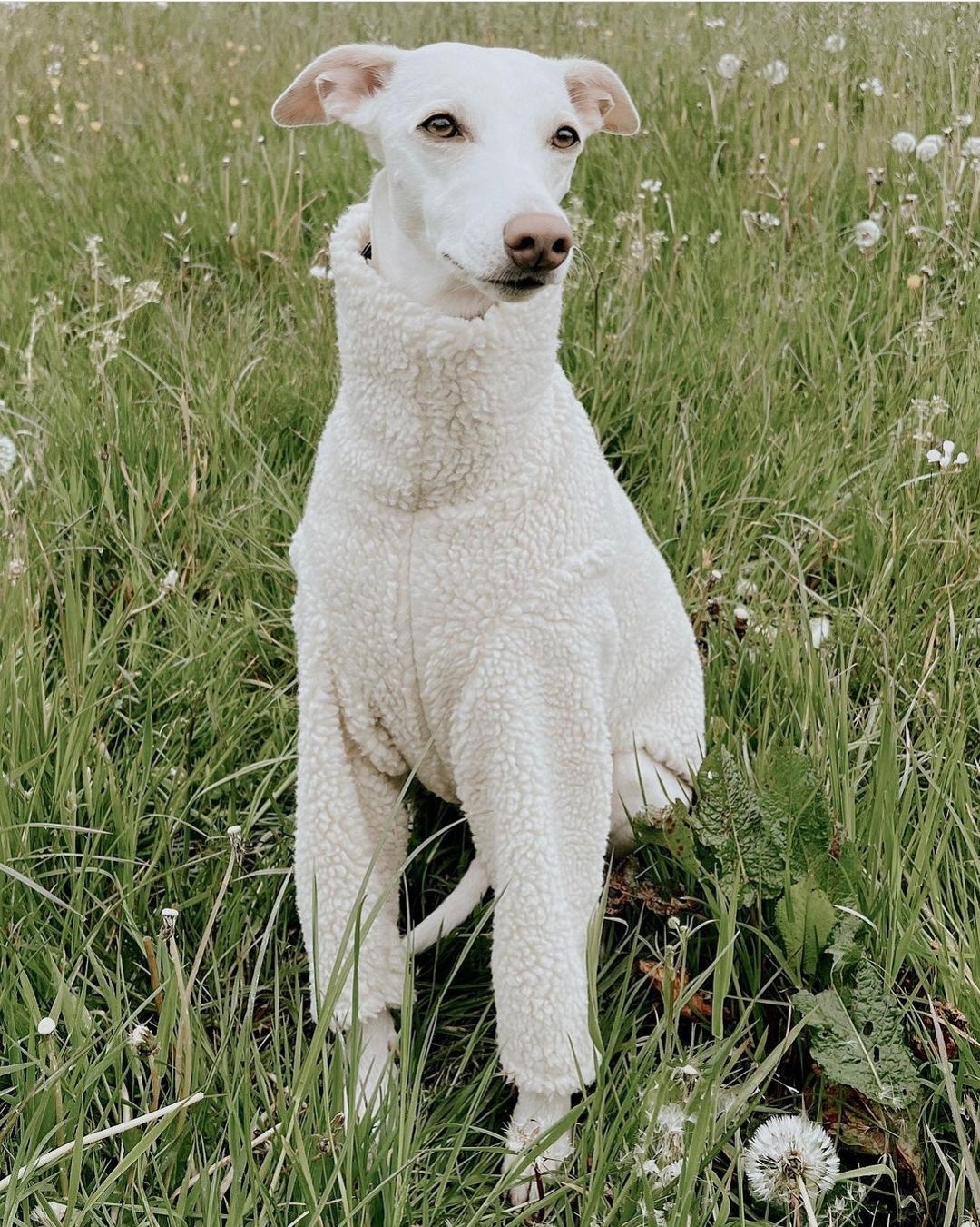 Cream Long Sleeve Sherpa Fleece Dog Coat Sighthound Fluffy Whippet ...