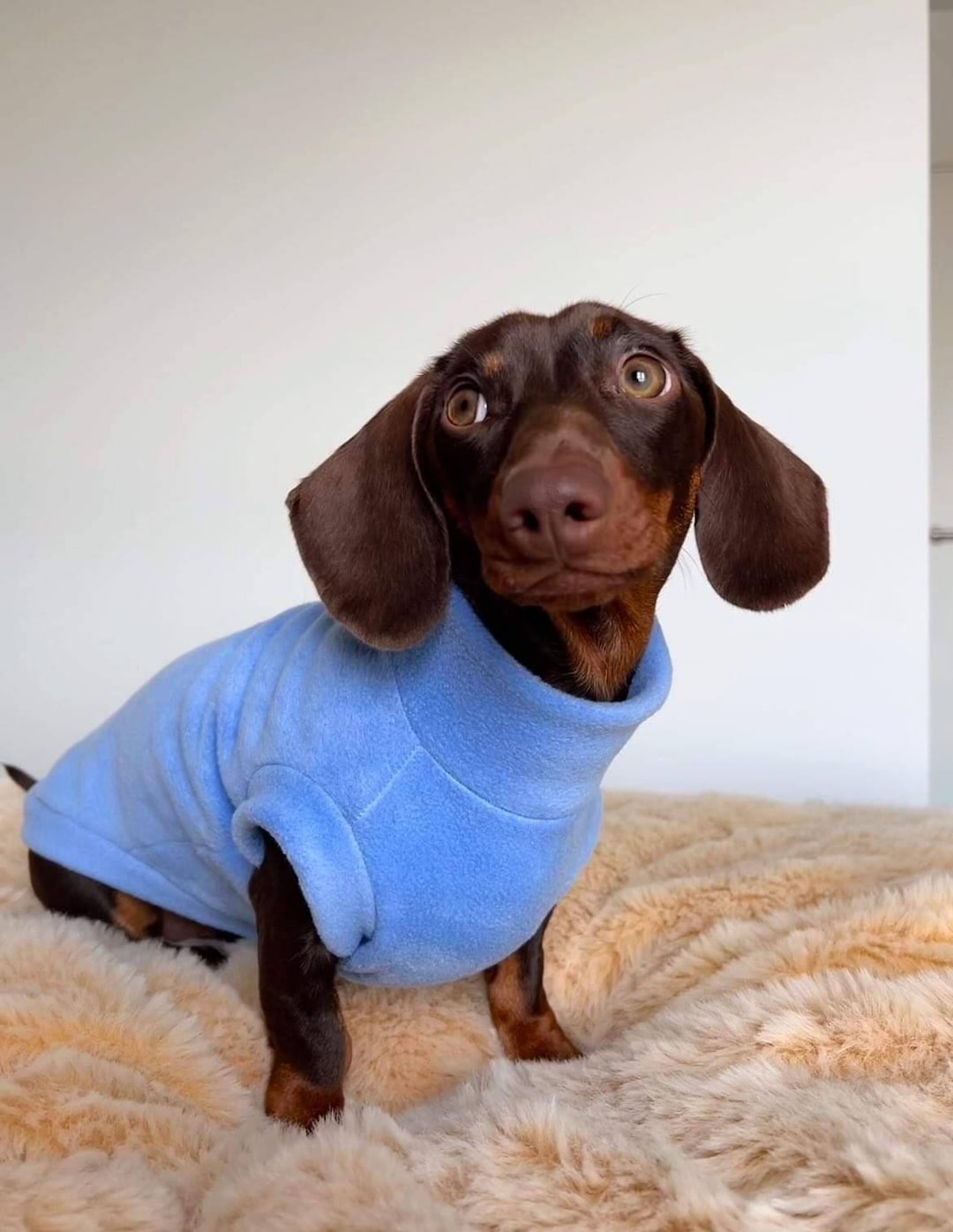 Dachshund Daxie Doxie Tankie Fleece Various Colours Sausage Dog - Etsy