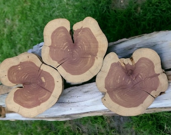Extra Large Cedar Log Cookies Cut to Order - Etsy