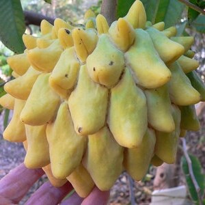 Rollinia/5 Seeds/rollinia Deliciousa/tropical Fruit Tree Seed/seeds ...