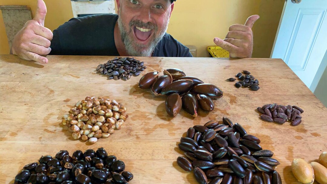 Tropical Tree Seed Mix/50 Seeds/tropical Food Forest in a Box/50 Seeds ...