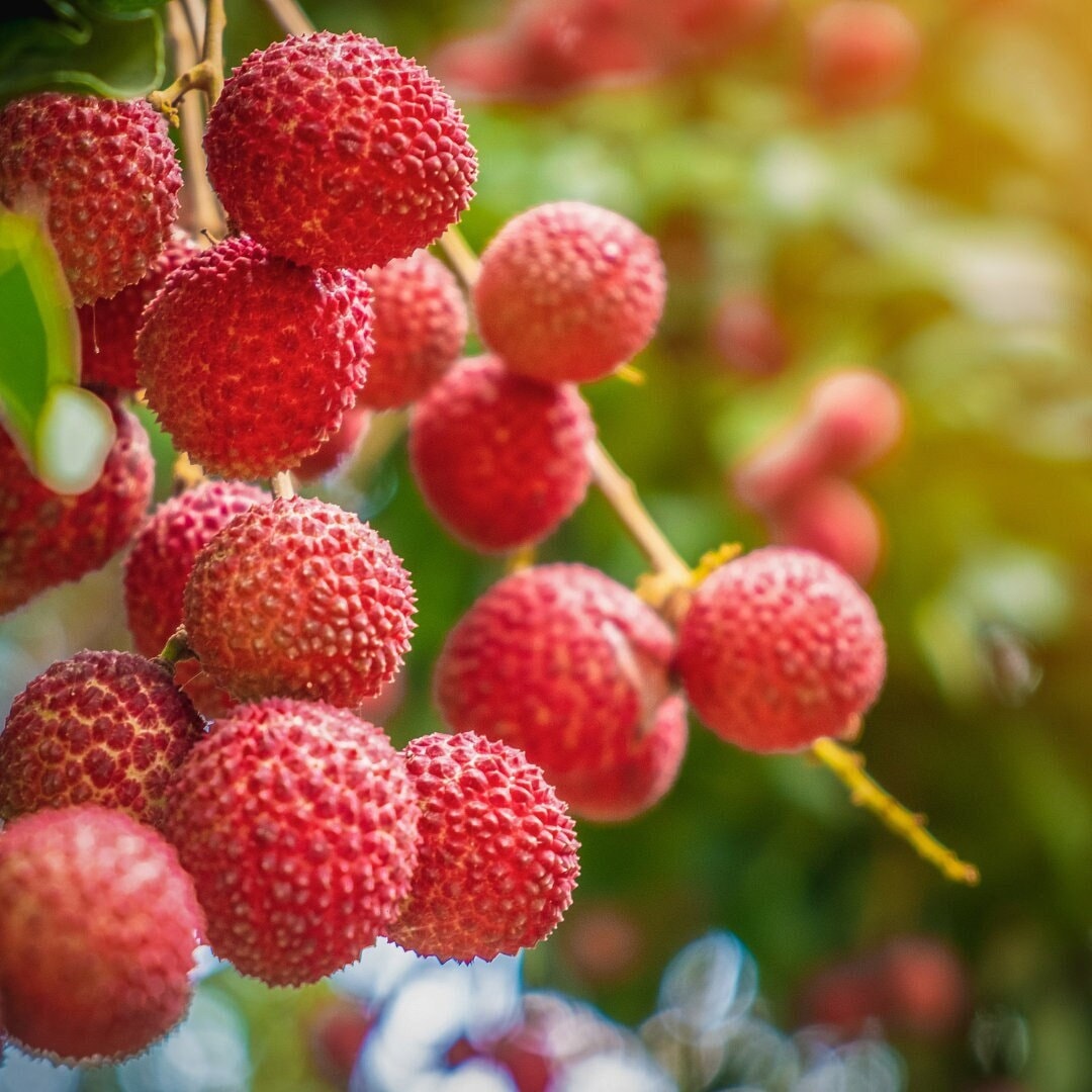 Lychee Seed/5 Seeds/litchi Chinensis/hawaii Fruit Tree Seed - Etsy