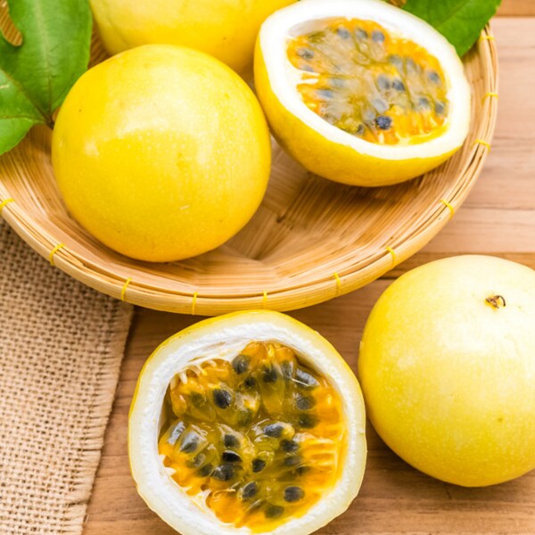 Passion Fruit Plant - Etsy