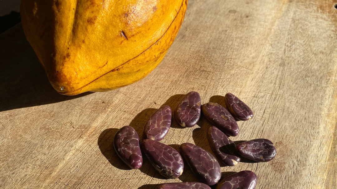 Yellow Cacao SEEDS/5 Seeds/chocolate/hawaii Tree Seeds/easy to Grow ...